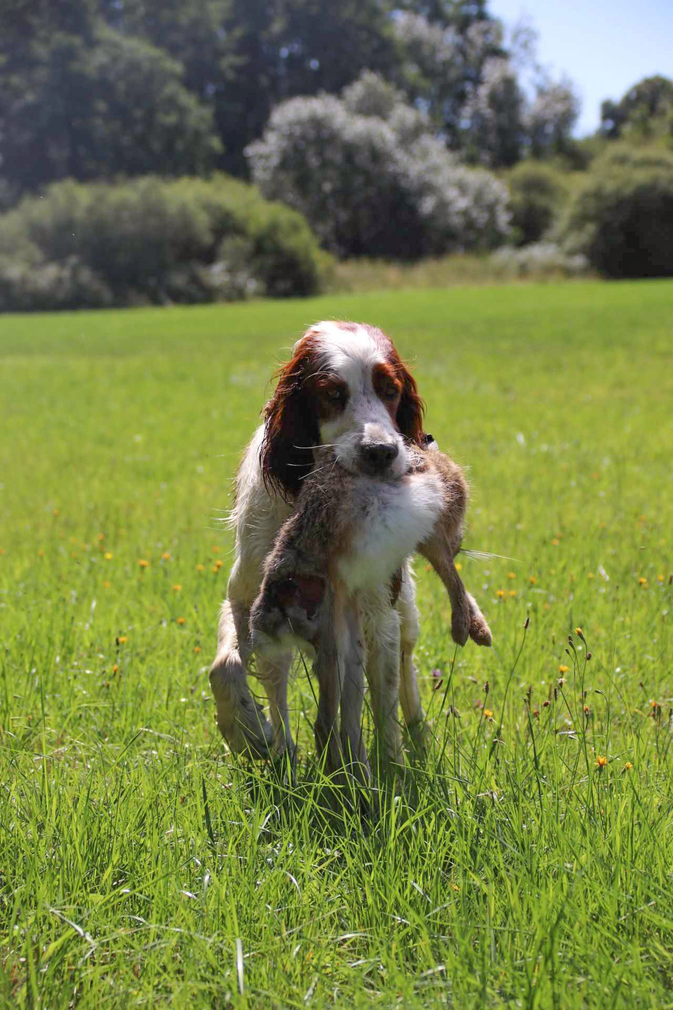 Bojar z Drválovského reviru
